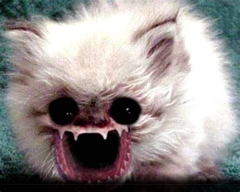 31 Ugly Cat Wallpapers