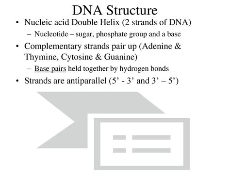 Dna Replication Ppt Download
