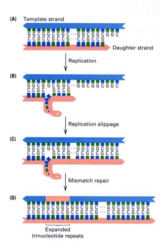Triplet Repeat Disorders Flashcards Quizlet