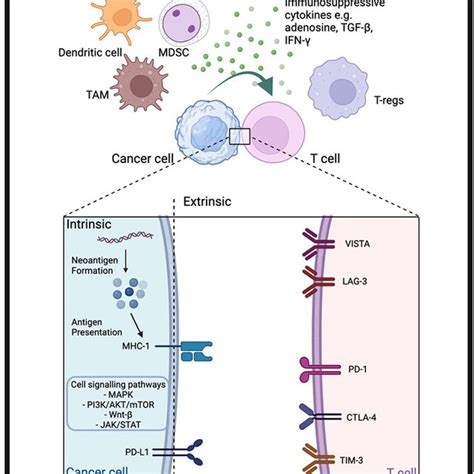 Tumour Intrinsic And Extrinsic Resistance Pathways To Icis Created
