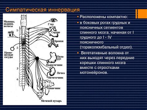 Фізіологія кори великих півкуль Фізіологія автономної нервової системи