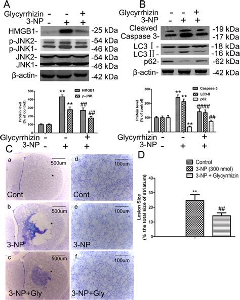 Hmgb1 Inhibitor Glycyrrhizin Inhibited 3 Npinduced Upregulation Of