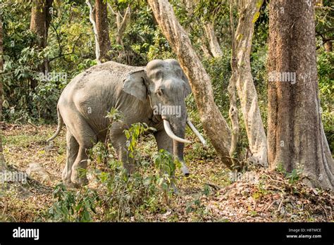 India Assam Kaziranga National Park Unesco World Heritage Asian