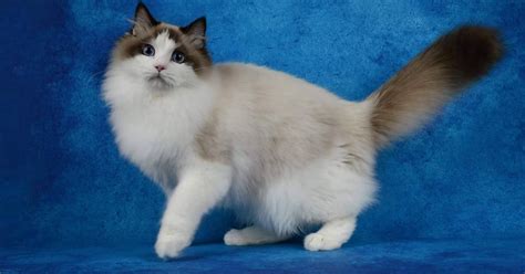 Criadores De Gatos De Raza Ragdoll Con Registro De Pedigree Lynx