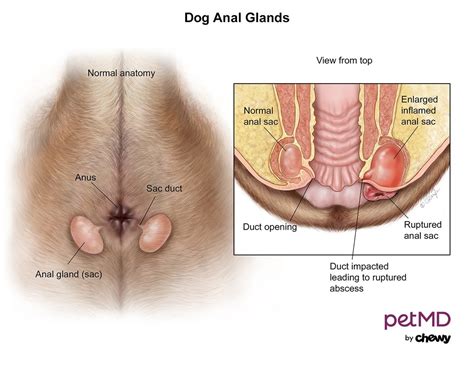 Dog Anal Gland Pashudhan Praharee