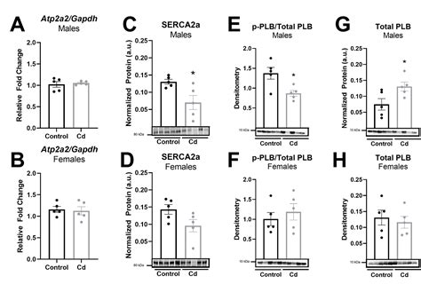 Cadmium Exposure Induces A Sex Dependent Decline In Left Ventricular Cardiac Function Pmc