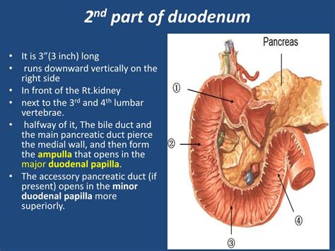 Ppt The Small Intestine Powerpoint Presentation Free Download Id