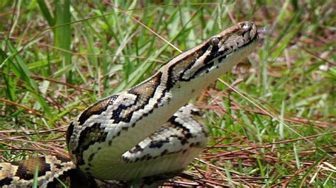 Dangerous Invaders 11 Python Vs Human Youtube