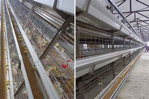 Optimizing Chicken Raising Cages In Kenya A Comprehensive Guide LIVI