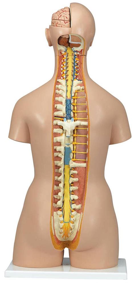 3B Scientific B35 Deluxe Dual Sex Torso With Opened Back 28 Part