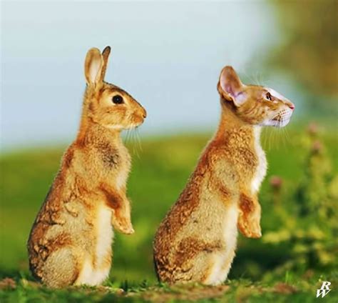 By Request A Cabbit Oc Hybridanimals