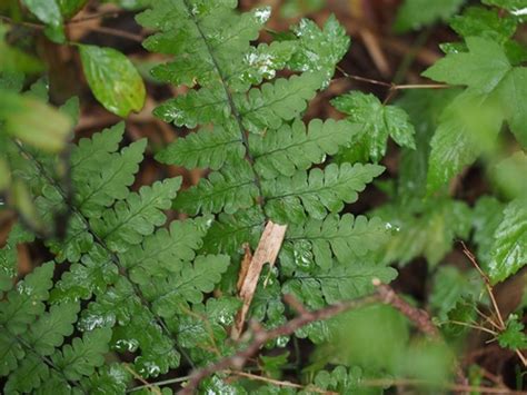 キヨタキシダはじっこ草花ノート