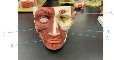 Head Neck Lab Exam Models Flashcards Quizlet