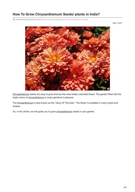 Ppt How To Grow Chrysanthemum Seedsplants In India Powerpoint