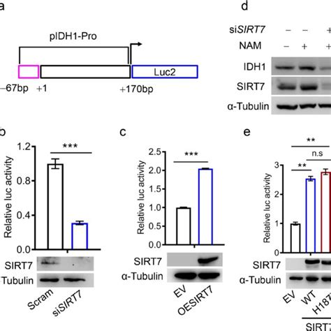 Sirt7 Positively Regulates Idh1 Expression In Multiple Cancers