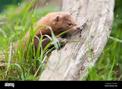 American Mink Neovison Vison Stock Photo Alamy