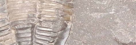 T Ryan Gregory Tryangregorymstdnscience Mstdnscience