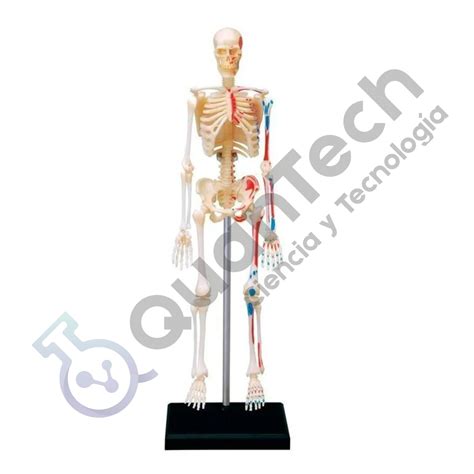 MODELO ANATOMICO DE ESQUELETO HUMANO PCS CM Quantech