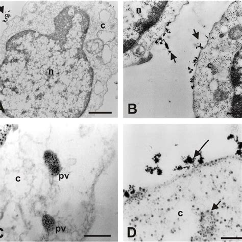 A B Transmission Electronic Microscopy Of Cd133 Stem Cells C D