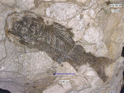 Cyprinus Priscus A Carp Member Collections The Fossil Forum