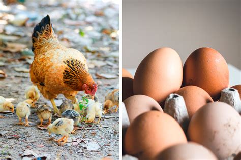 Thank You Science The Eternal Question What Came First The Chicken