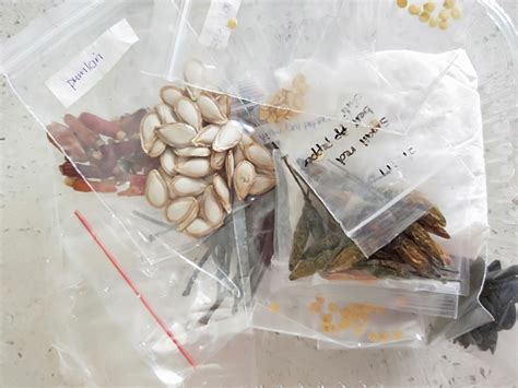 Seeds Free Furniture And Home Living Gardening Plants And Seeds On