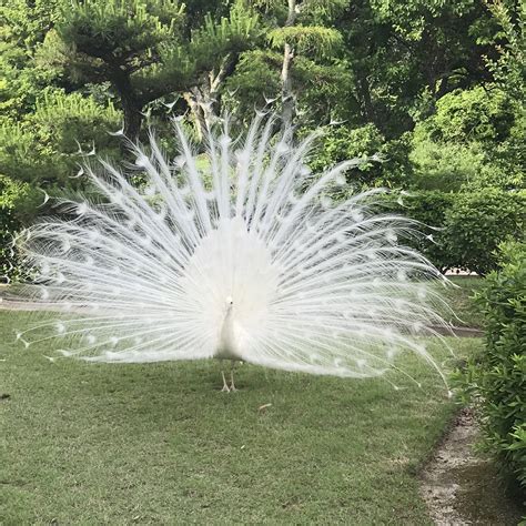 橘 秋夏（たちばな しゅうか）🌿 On Twitter 白孔雀 神々しいですね。 白い孔雀がいたなんて知りませんでした。 せっかくなので