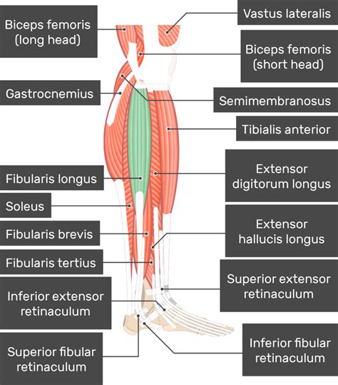 Extensor Hallucis Longus Origin And Insertion