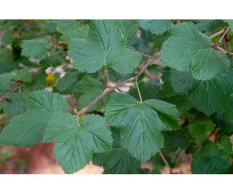 Colorado Springs Utilities Xeriscaping Boulder Raspberry