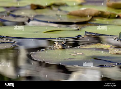 The Northern Leopard Frog Lithobates Pipiensis Native North American
