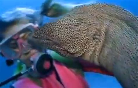 Scuba Diver And Moray Eel Share A Lifelong Friendship Florida Diver
