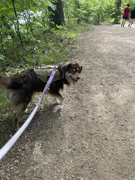 Our recent adventures : r/miniaussie