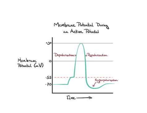 Blank Action Potential Diagram