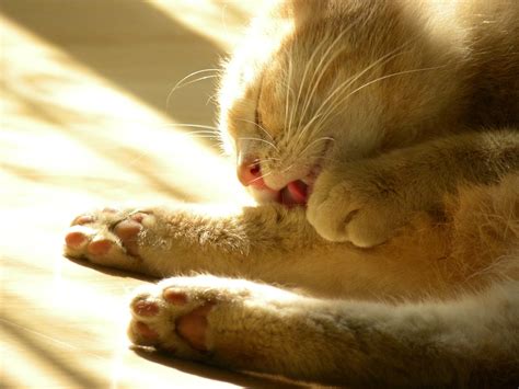 Cat Red Feline Free Photo On Pixabay Pixabay