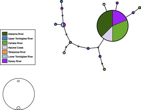 tcs parsimony network for s7 intron 1 network representation s7