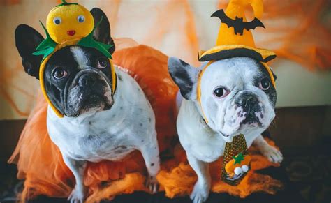 2023 Pet Halloween Costume Trends And Safety Tips Canine Journal