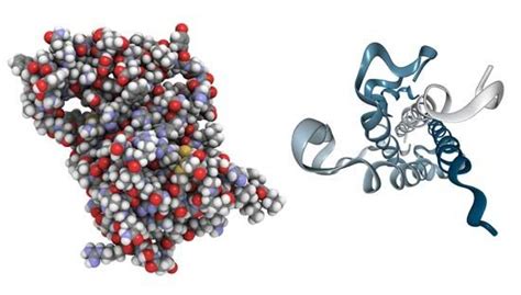 Growth Hormone Gh Definition Function Deficiency Excess Britannica