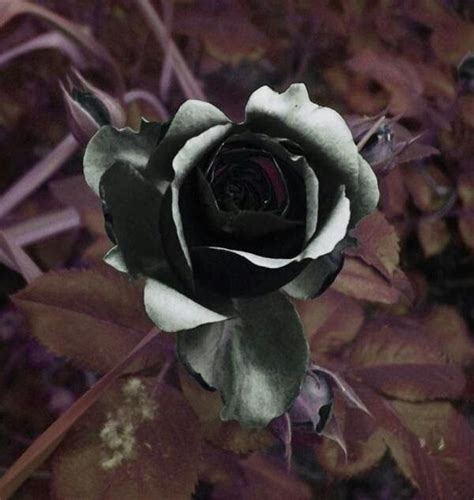 Rosas negras turcas - halfeti | Rosa negra, Flores pretas, Rosas ...