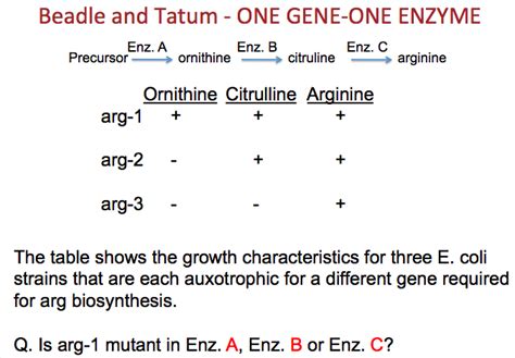 Solved Beadle And Tatum One Gene One Enzyme Enz A Enz B