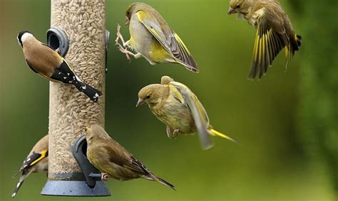 How To Hang A Bird Feeder Without A Tree Perfect Alternative