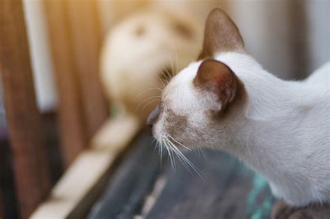 햇빛을 가진 나무 테라스에서 앉아서 즐길 수 있는 새끼 고양이 Siamesecat 가축에 대한 스톡 사진 및 기타 이미지