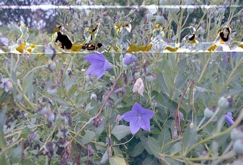 Developing Issue Or Camera Issue R Analogcommunity