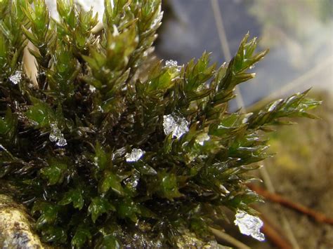 Dialytrichia Mucronata British Bryological Society