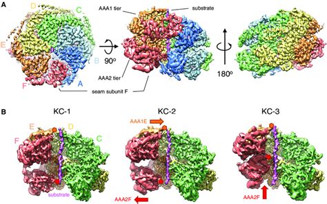 Overview Of Substrate Bound Clpb Dwb K476c Download Scientific Diagram