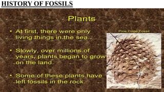 History Of Fossils Process Of Fossilization PDF