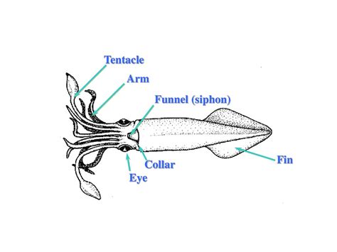 Phylum Mollusca Online Presentation