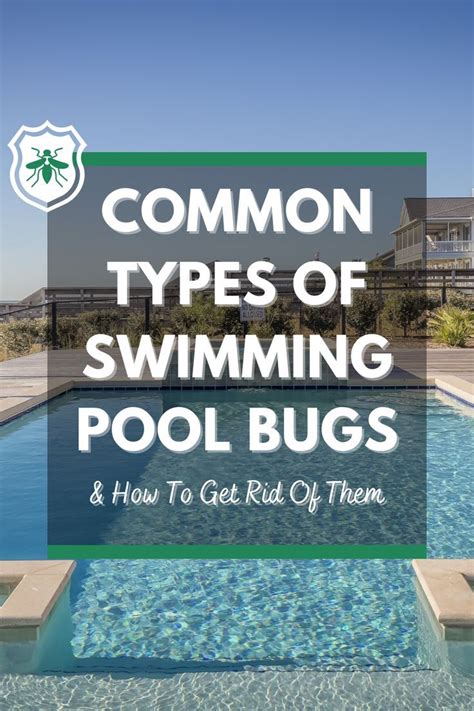 Common Types Of Swimming Pool Bugs How To Get Rid Of Them In 2022