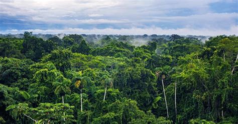 Over 9000 Tree Species Still Waiting To Be Discovered First Of Its