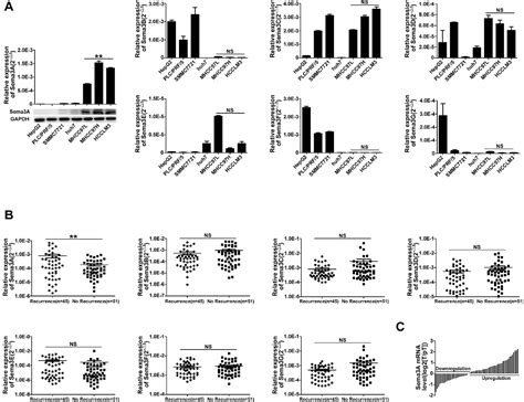 Figure 1 From Overexpression Of Semaphorin 3a Promotes Tumor Progression And Predicts Poor