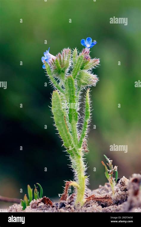 Strict Forget Me Not Myosotis Stricta Texel Blue Scorpion Grass